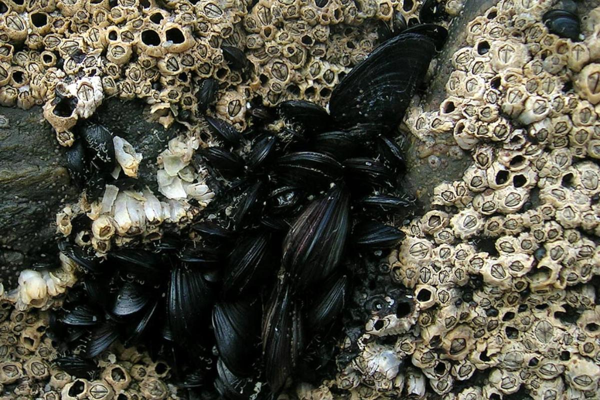 Qu'est-ce qu'un CIRRIPÈDE ? Découvrez-le ici