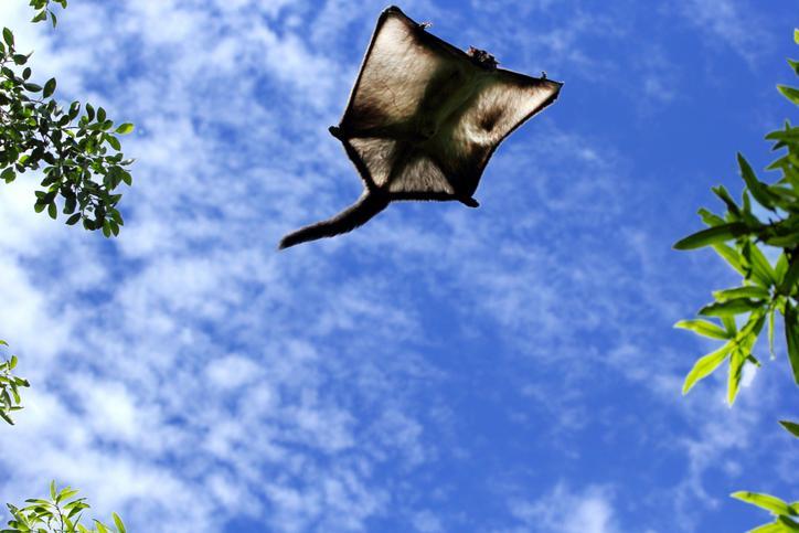 MAMMIFÈRES VOLANTS : CARACTÉRISTIQUES, EXEMPLES et PHOTOS