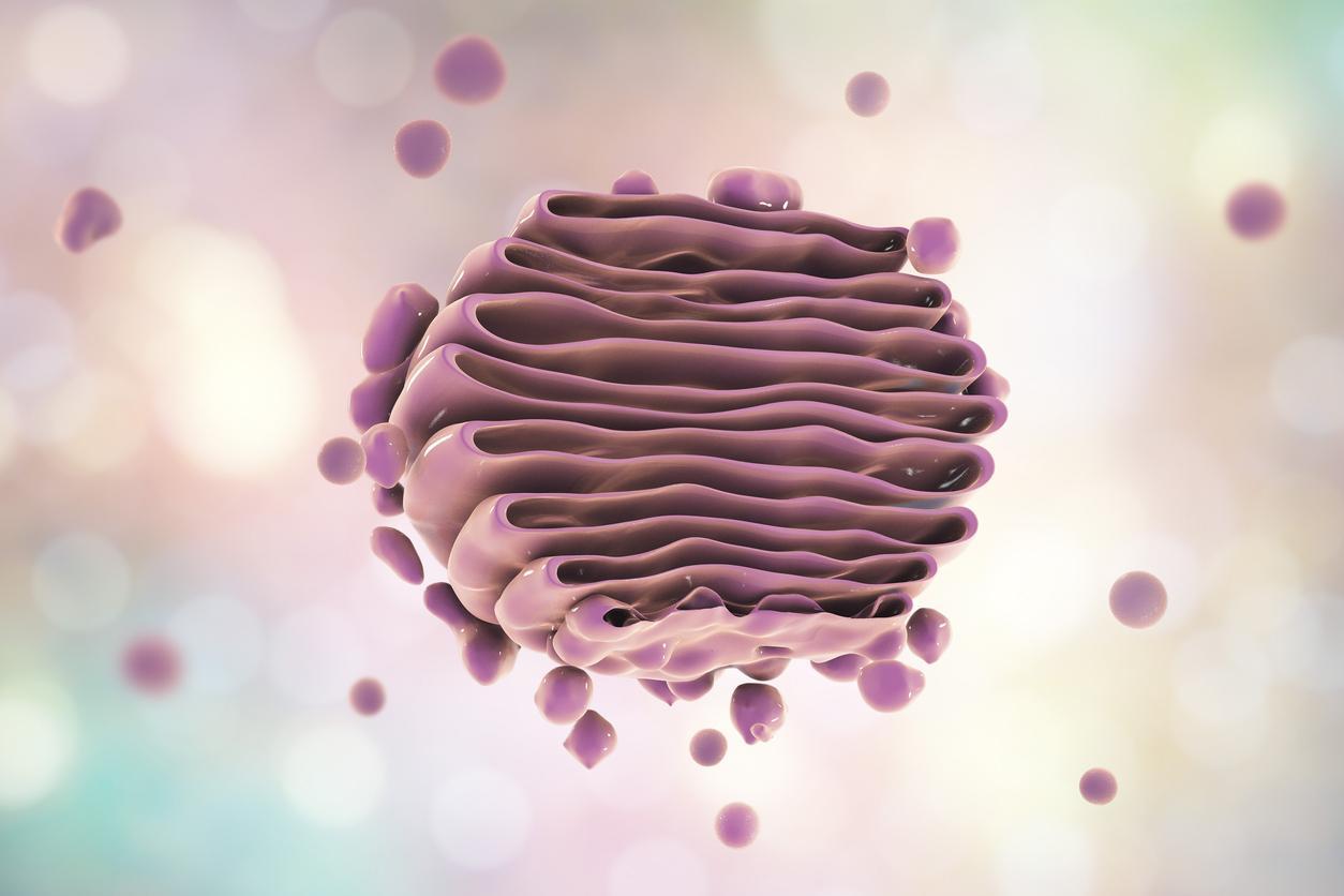 Appareil de Golgi : Définition, rôle et schéma