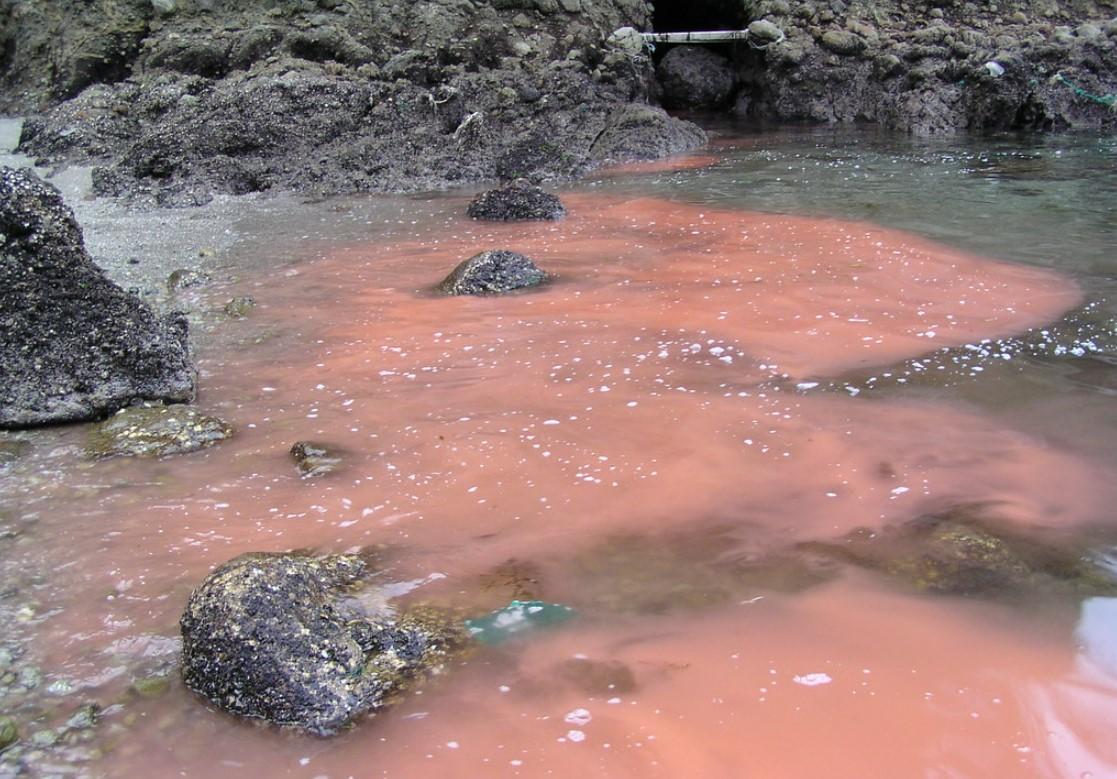 MARÉE ROUGE : Définition et Résumé - Découvrez ce phénomène