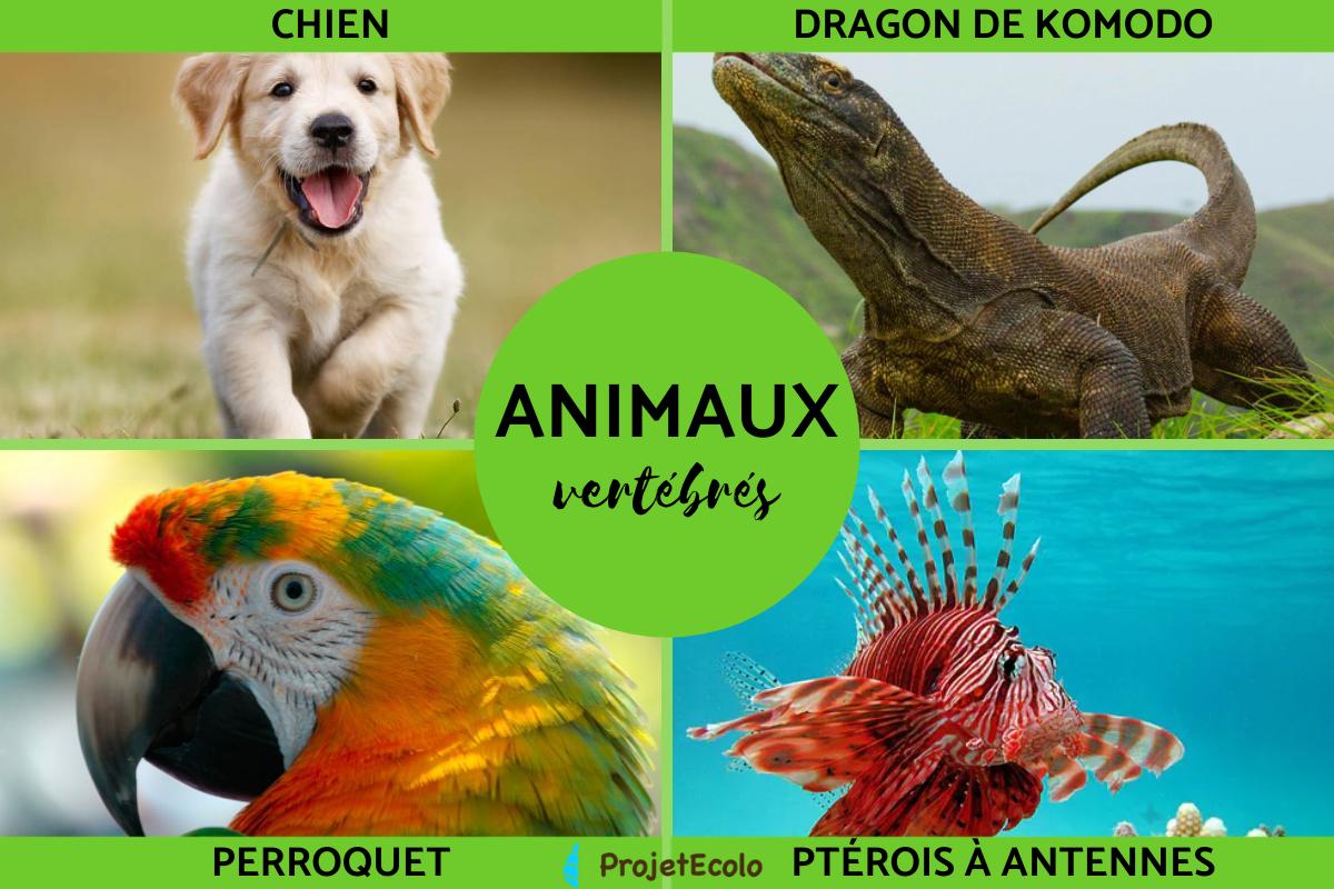 ANIMAUX VERTÉBRÉS : classification, caractéristiques et exemples