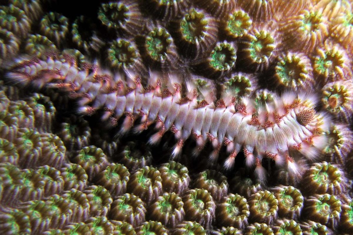 Polychètes : Définition, exemples et habitat
