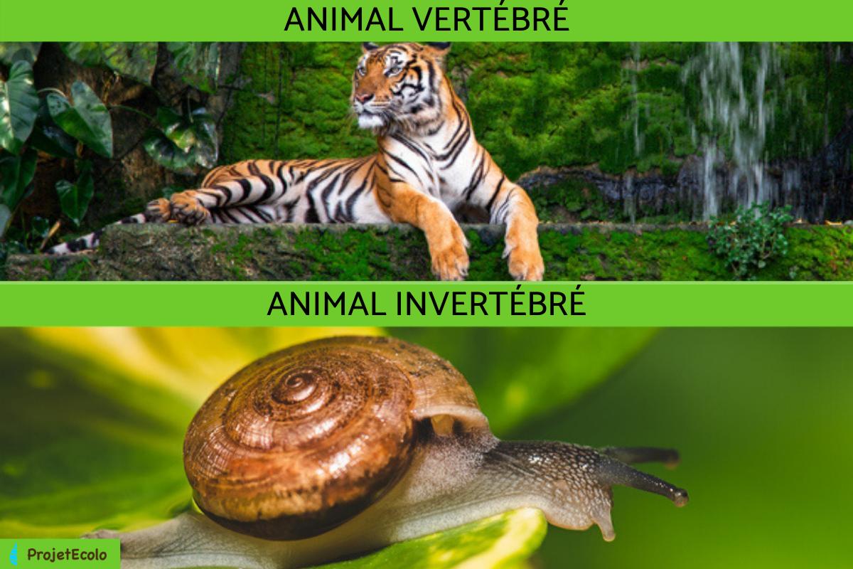 ANIMAUX VERTÉBRÉS : classification, caractéristiques et exemples