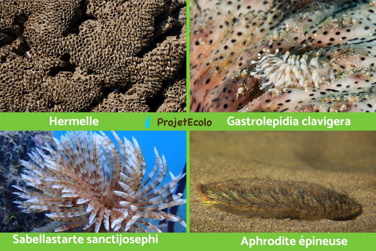 Polychètes : Définition, exemples et habitat