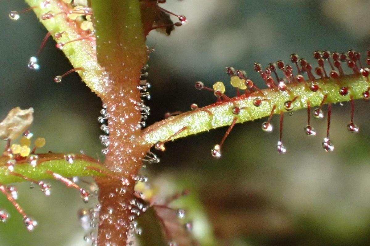 Trichomes : définition, fonction et types