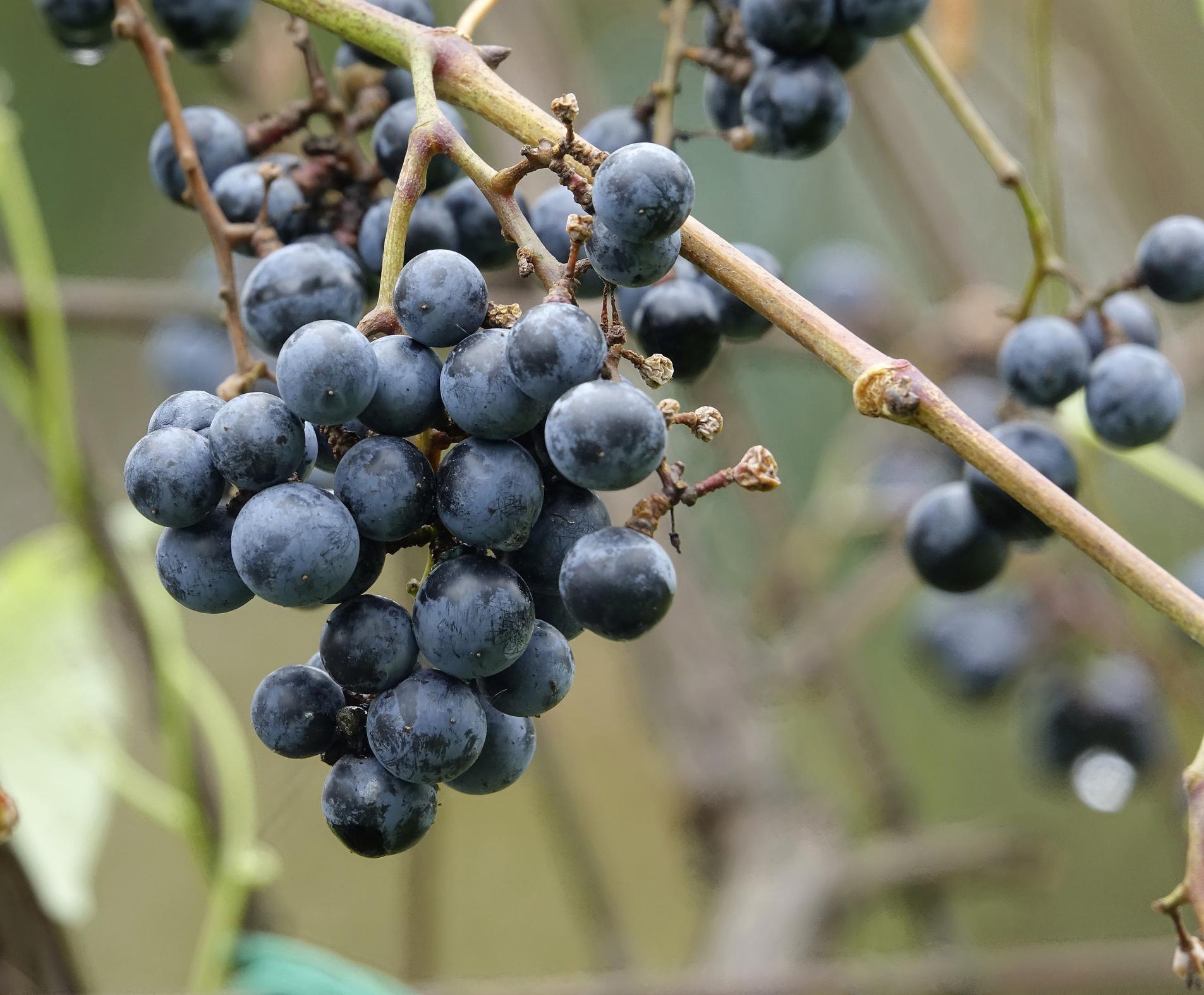 18 VARIÉTÉS DE RAISIN - Guide complet (avec PHOTOS)