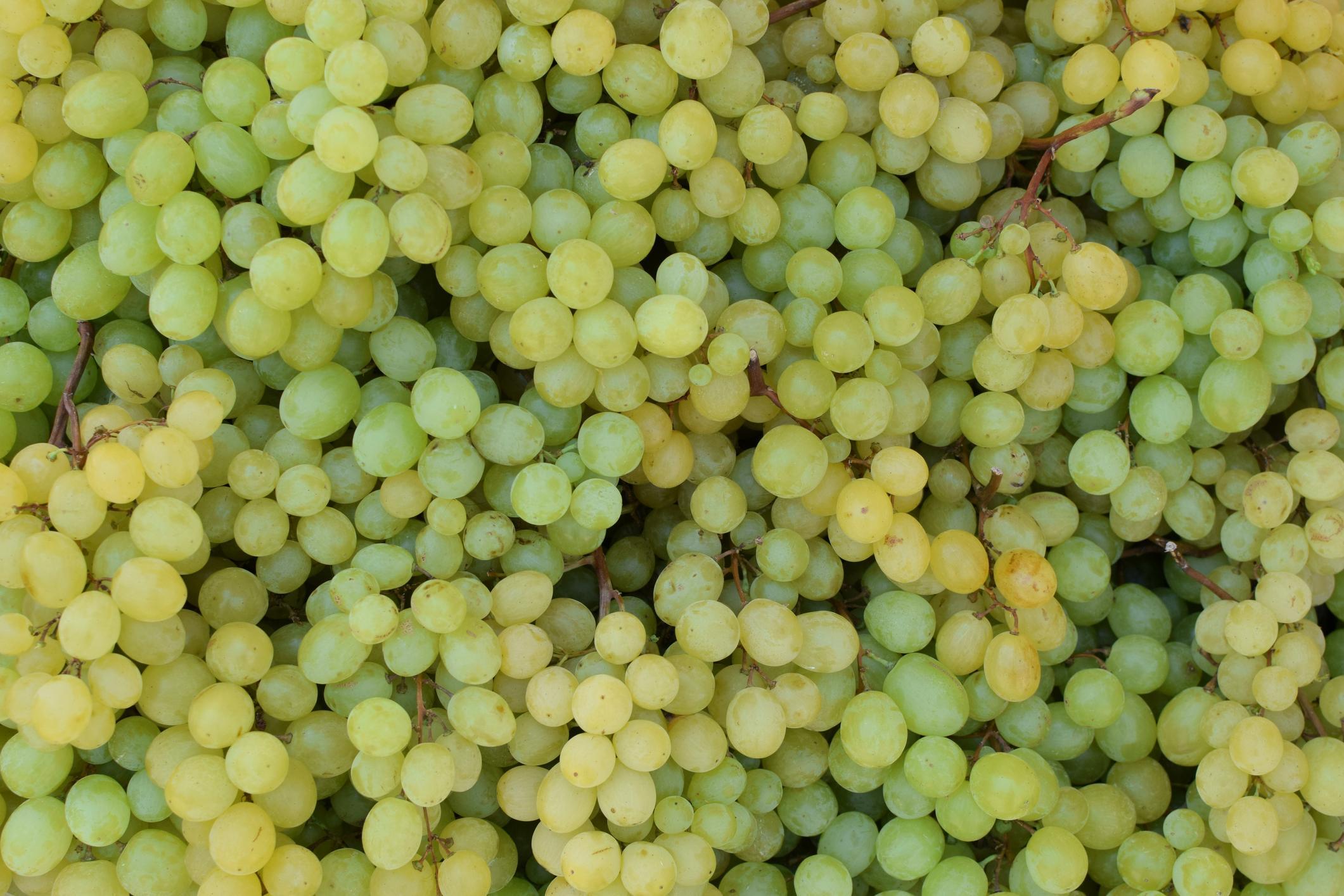 18 VARIÉTÉS DE RAISIN - Guide complet (avec PHOTOS)