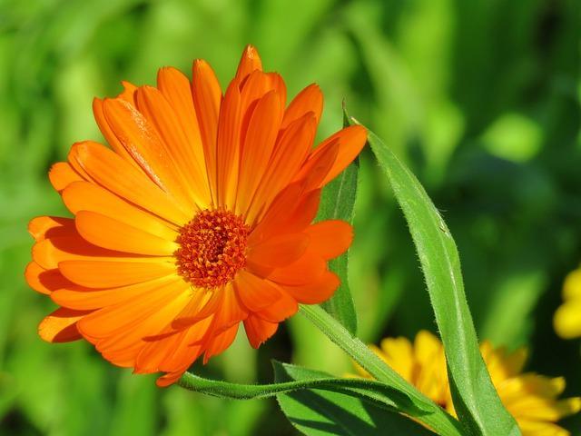 SOUCI, CALENDULA OFFICINALIS : PROPRIÉTÉS, BIENFAITS et ENTRETIEN