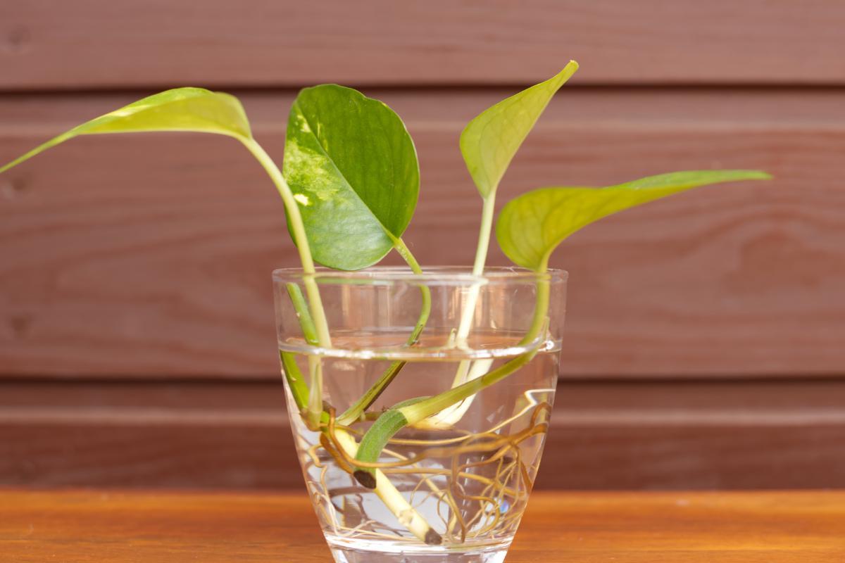 Pothos dans l'eau : bouture et entretien - Guide complet