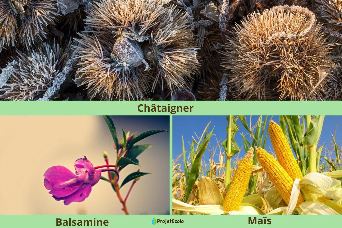 Dissémination des graines : définition, types et exemples - Guide complet Dissémination des graines : définition, types et exemples - Guide complet