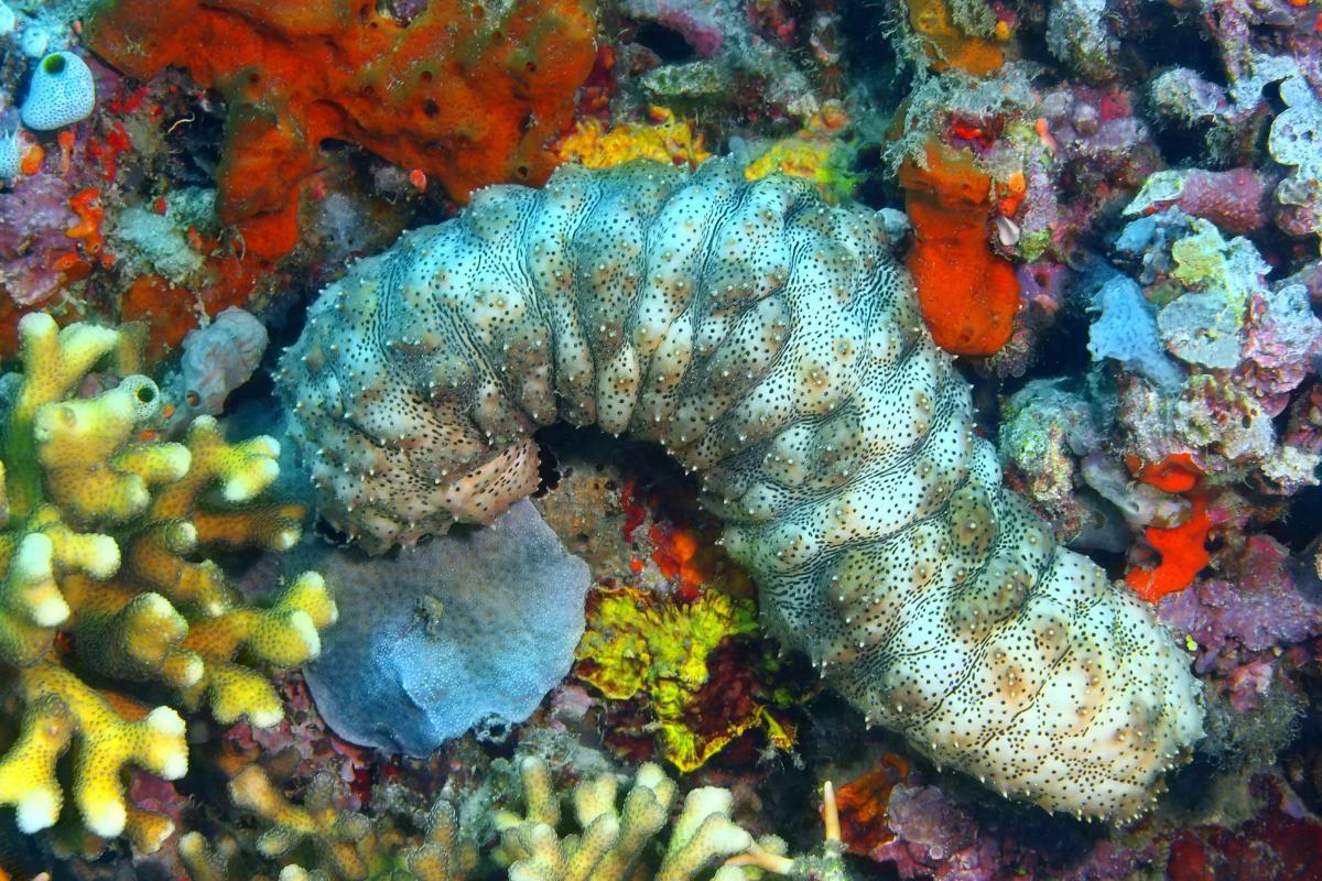 CONCOMBRE de MER (HOLOTHURIE) : CARACTÉRISTIQUES et REPRODUCTION