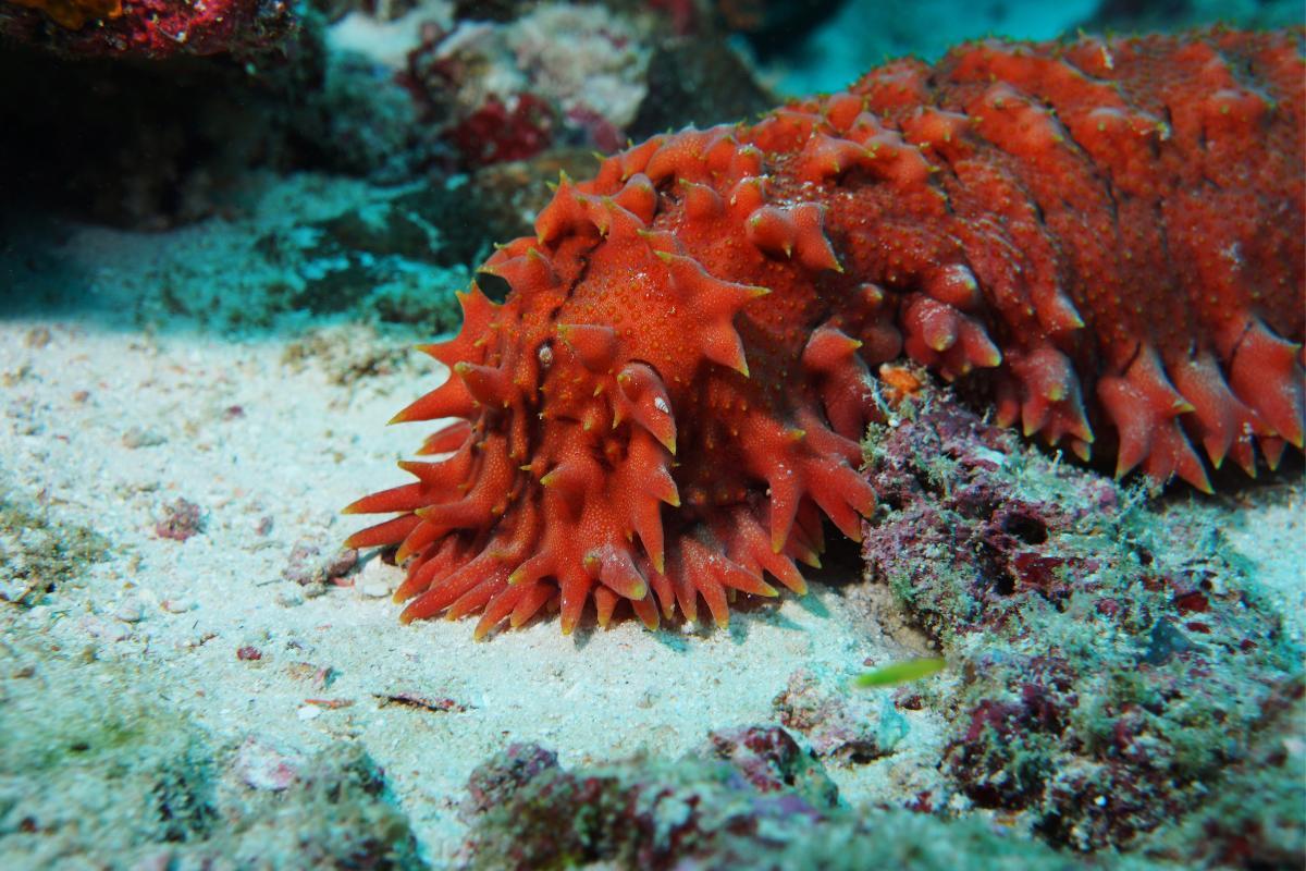 CONCOMBRE de MER (HOLOTHURIE) : CARACTÉRISTIQUES et REPRODUCTION