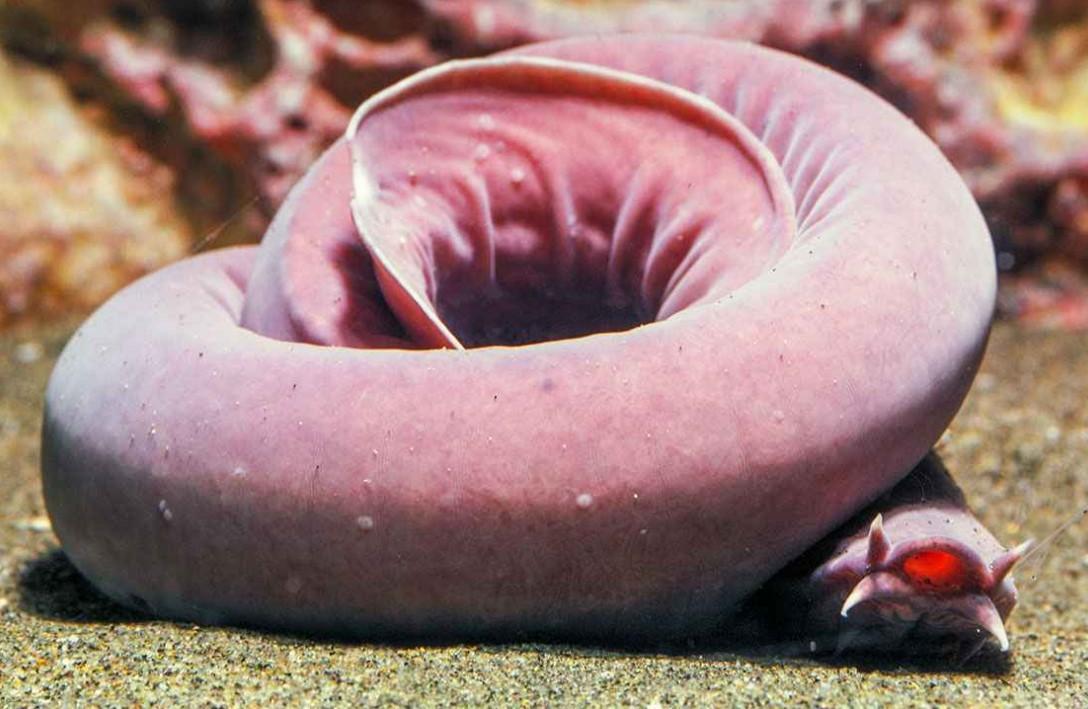 +5 Animaux avec plusieurs coeurs - Noms, caractéristiques et photos