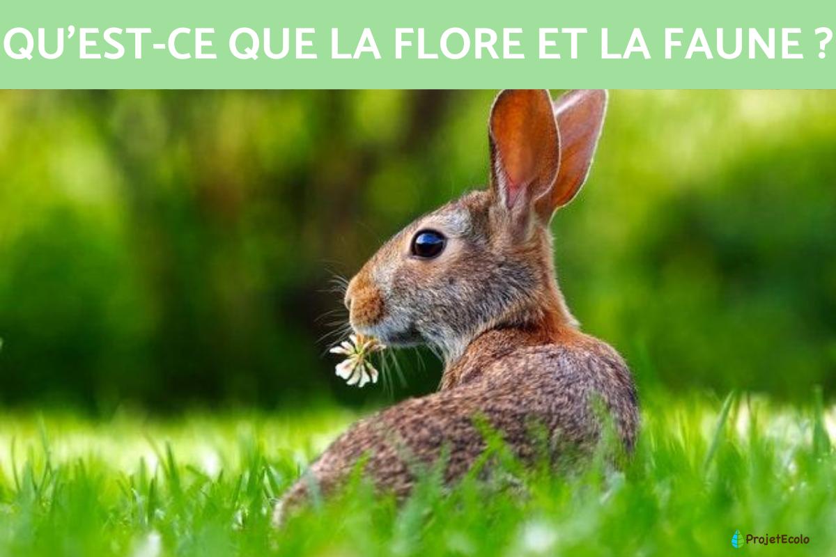 Qu'est-ce que la flore et la faune