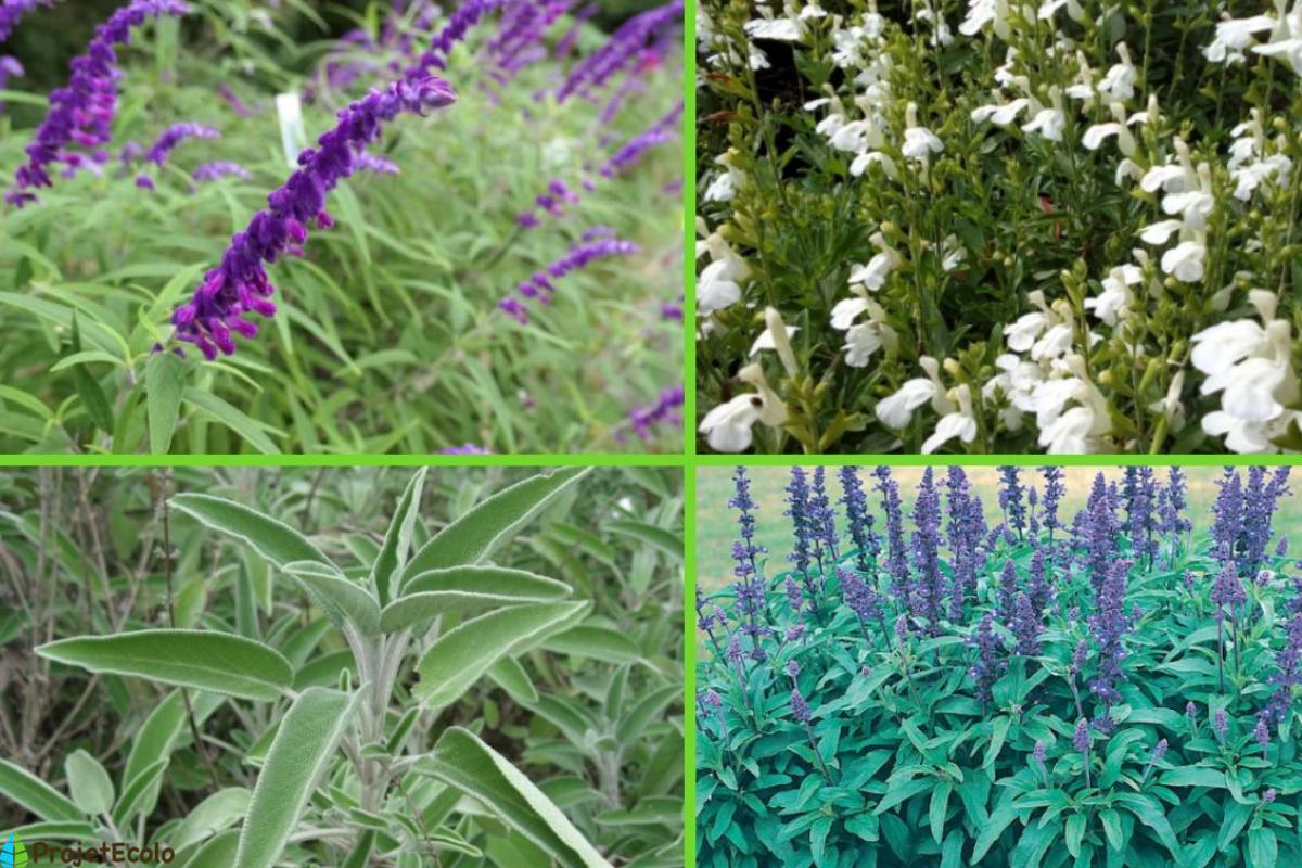 12 TYPES de SAUGES - Variétés, caractéristiques et liste