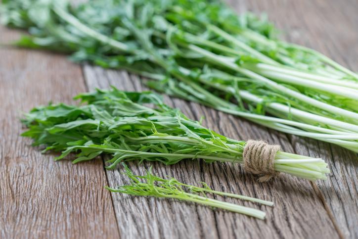 13 TYPES de CHOUX - NOMS, CARACTÉRISTIQUES et PHOTOS