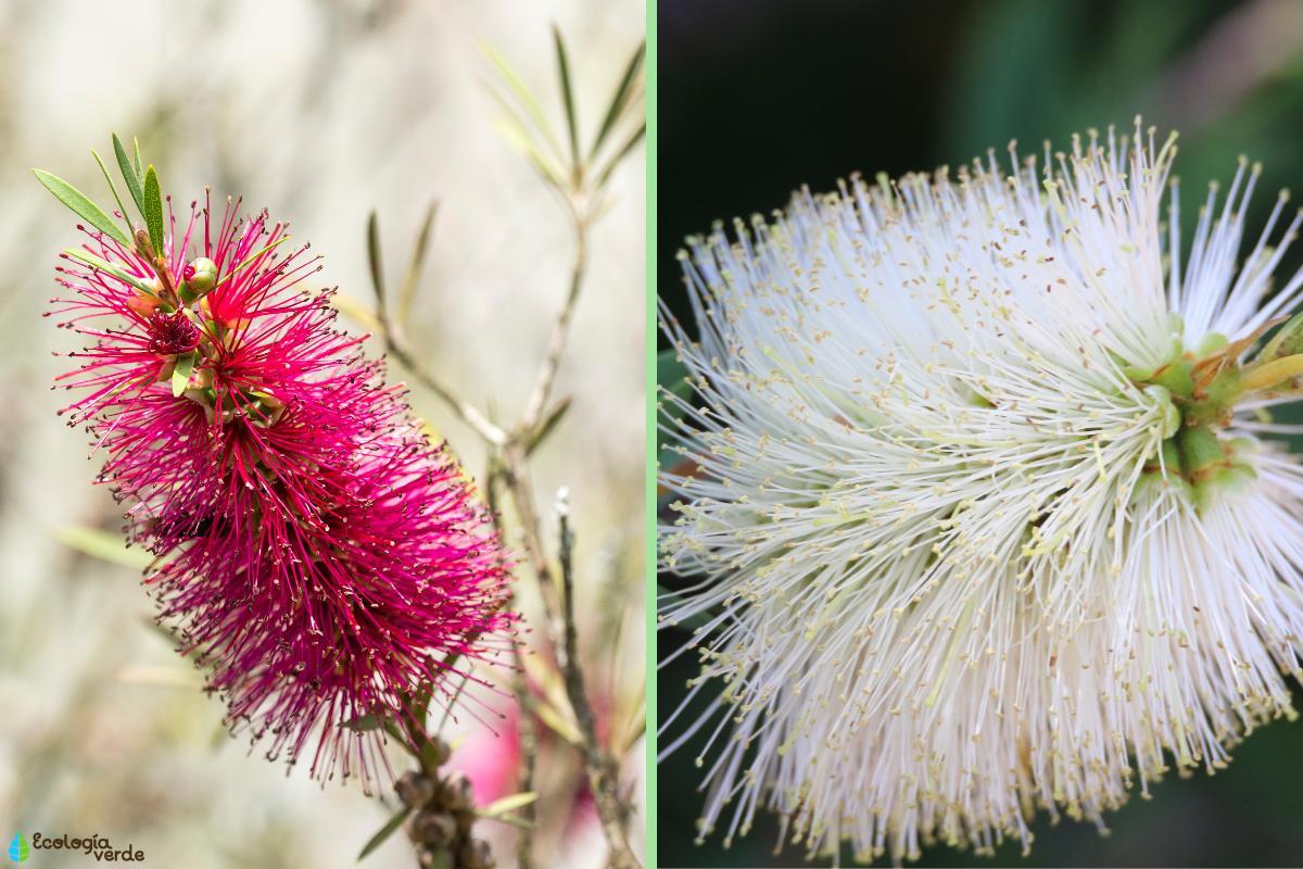 RINCE-BOUTEILLE : ENTRETIEN, FLORAISON et BOUTURE - Guide complet