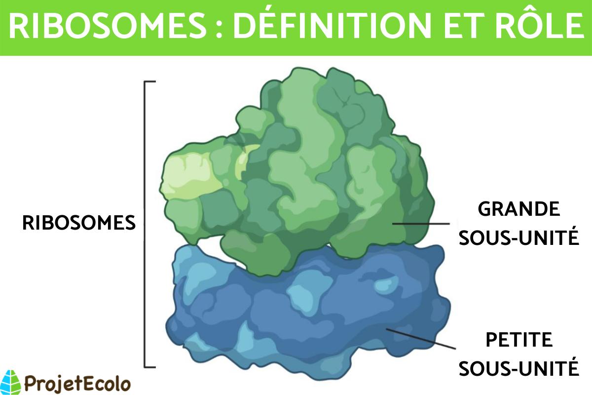 Ribosomes : Définition, rôle et sous-unité - RÉSUMÉ avec SCHÉMA