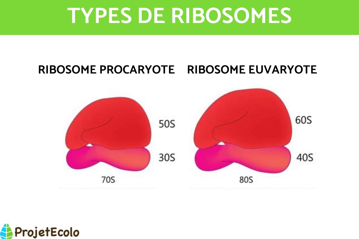 Ribosomes : Définition, rôle et sous-unité - RÉSUMÉ avec SCHÉMA