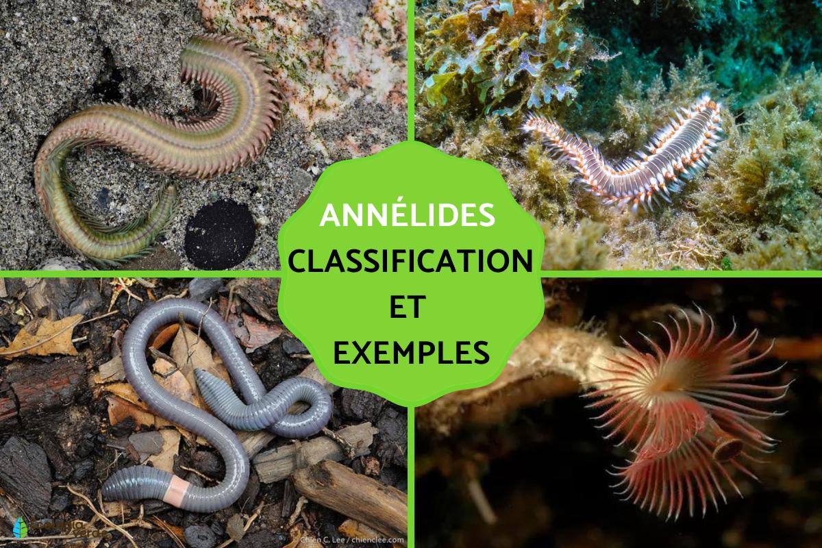 ANNÉLIDES : CLASSIFICATION et EXEMPLES (+PHOTOS)