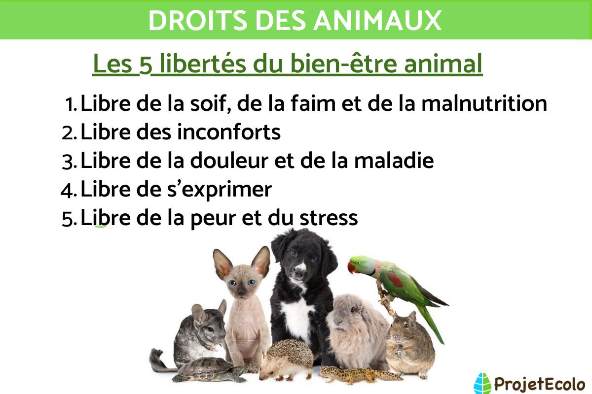 Quels sont les DROITS des ANIMAUX - Liste et législation