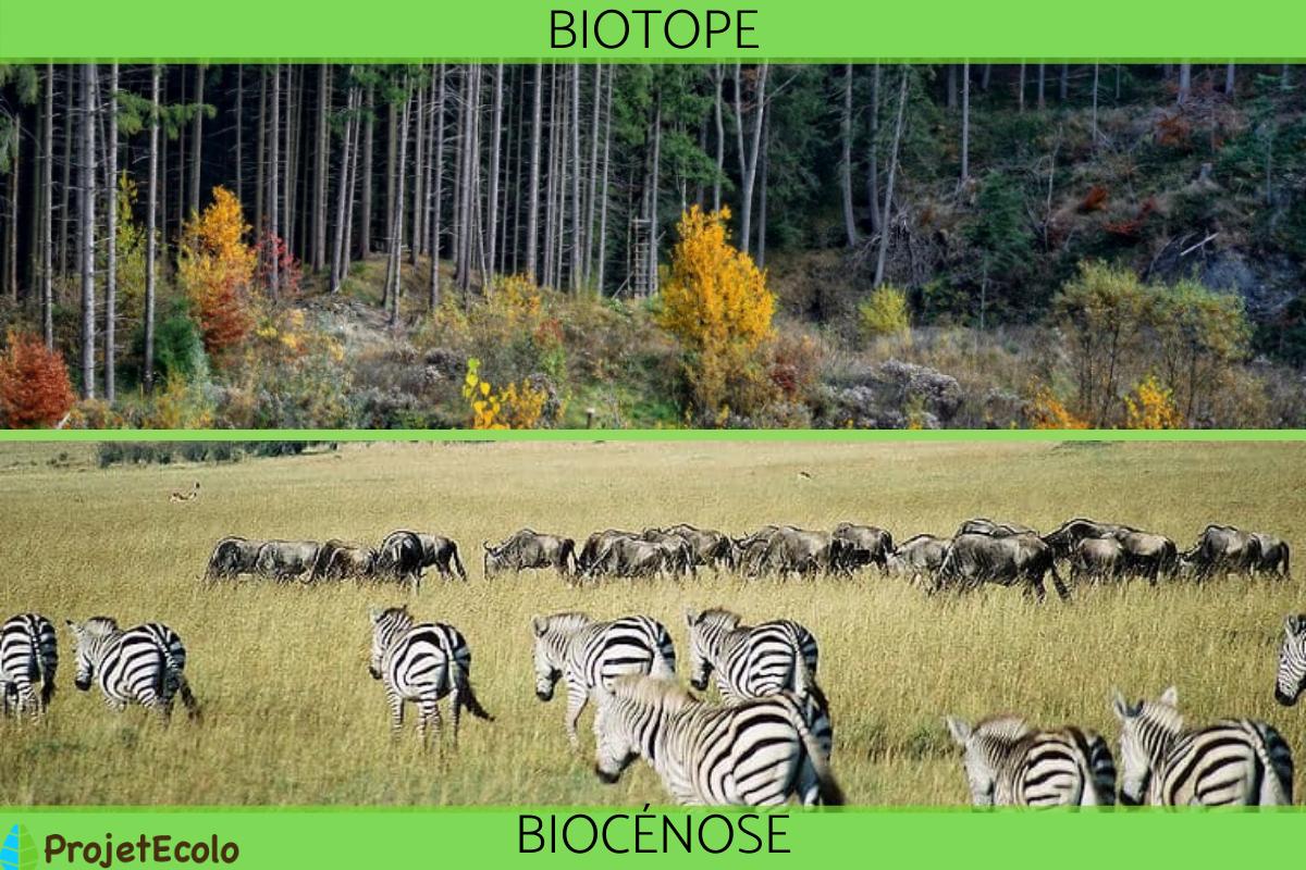 Biotope et biocénose : différence, relation et exemples
