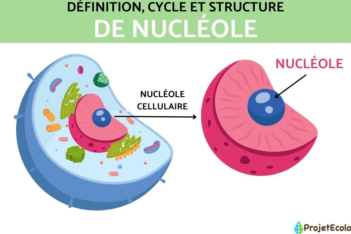 Nucléole : Définition, fonction, structure et cycle
