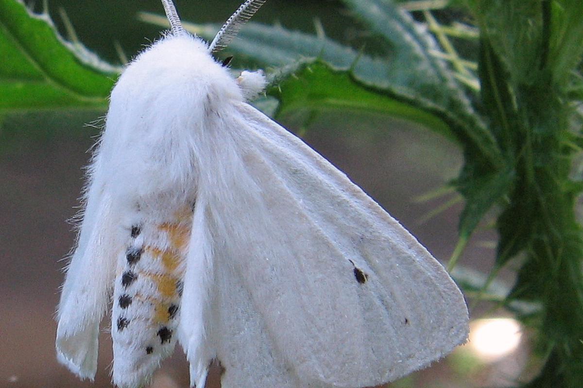 +22 types de PAPILLONS - Noms et photos