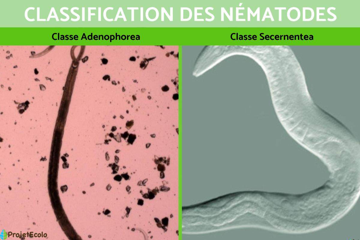 Nématodes : caractéristiques, classification et exemples