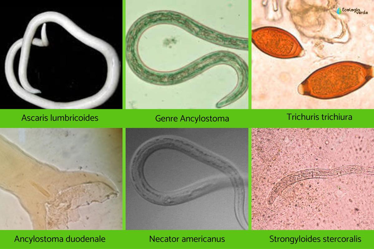 Nématodes : caractéristiques, classification et exemples