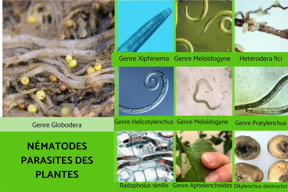Nématodes : caractéristiques, classification et exemples