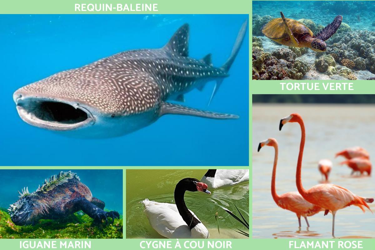 Poisson mangeur d'algues - Espèces et photos