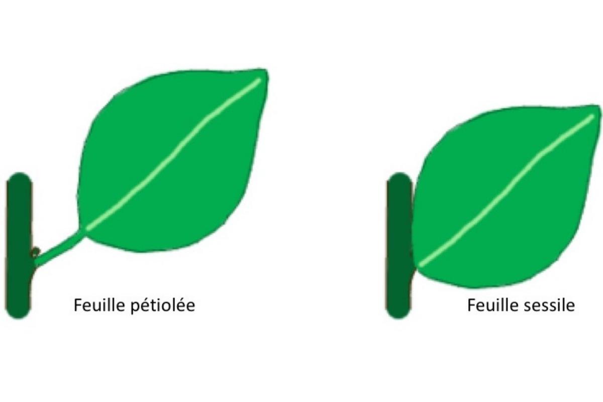 DIFFÉRENTS TYPES de FEUILLES - Schémas, classification et images