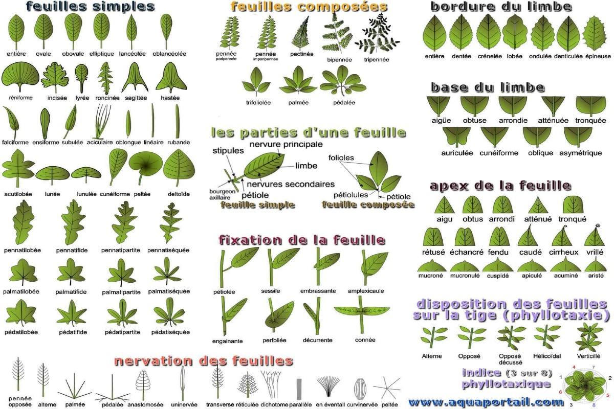DIFFÉRENTS TYPES de FEUILLES - Schémas, classification et images