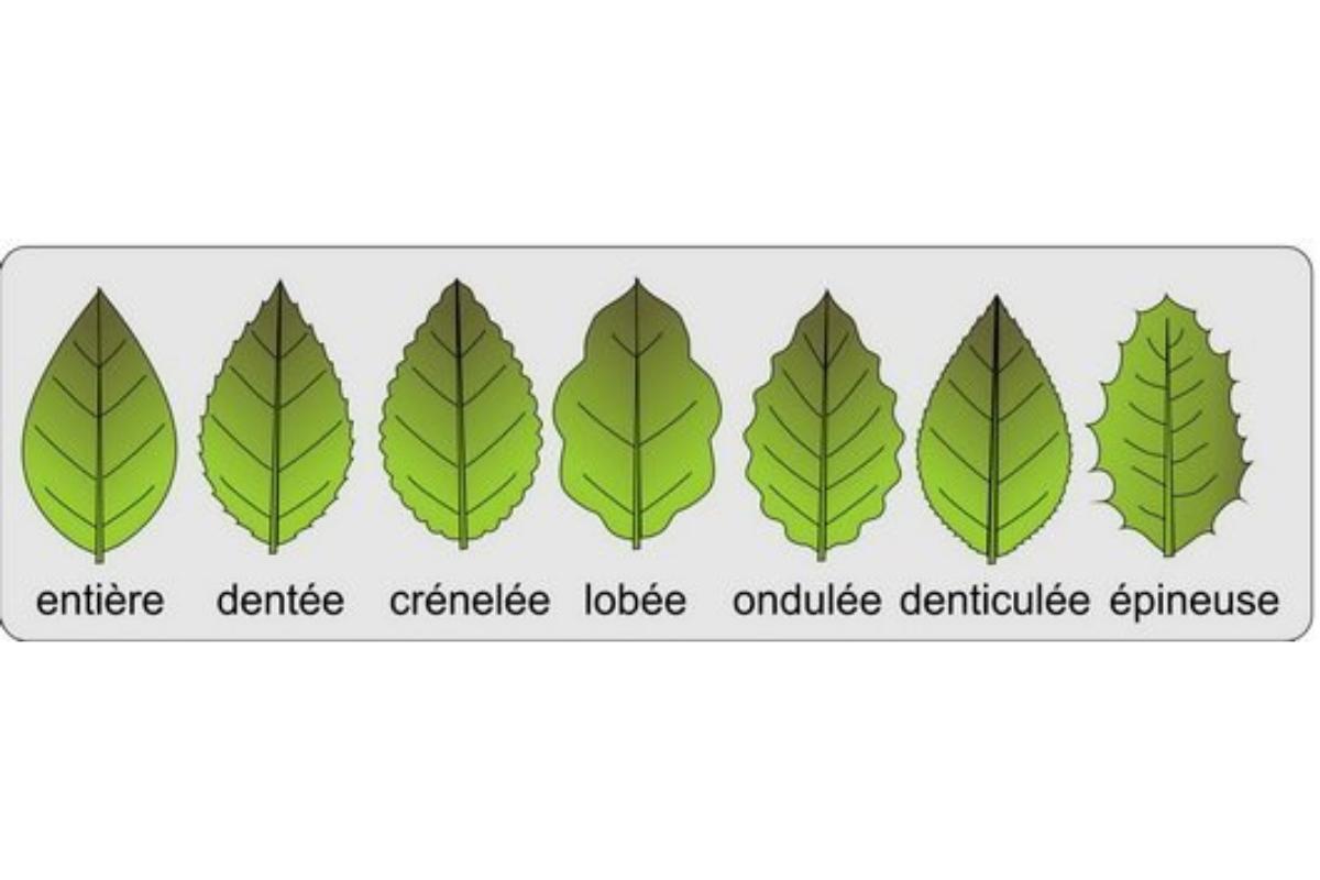 DIFFÉRENTS TYPES de FEUILLES - Schémas, classification et images