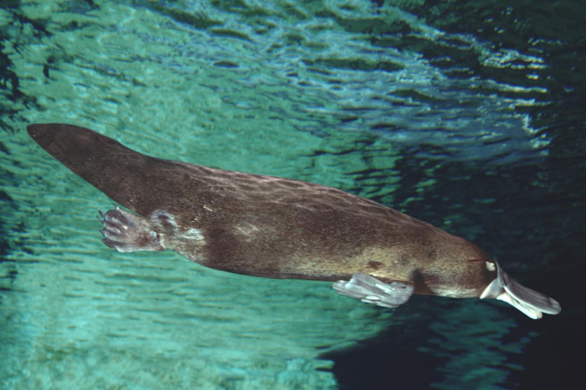 Qu'est-ce qu'un ornithorynque ? Il est un mammifère et pond des œufs ...