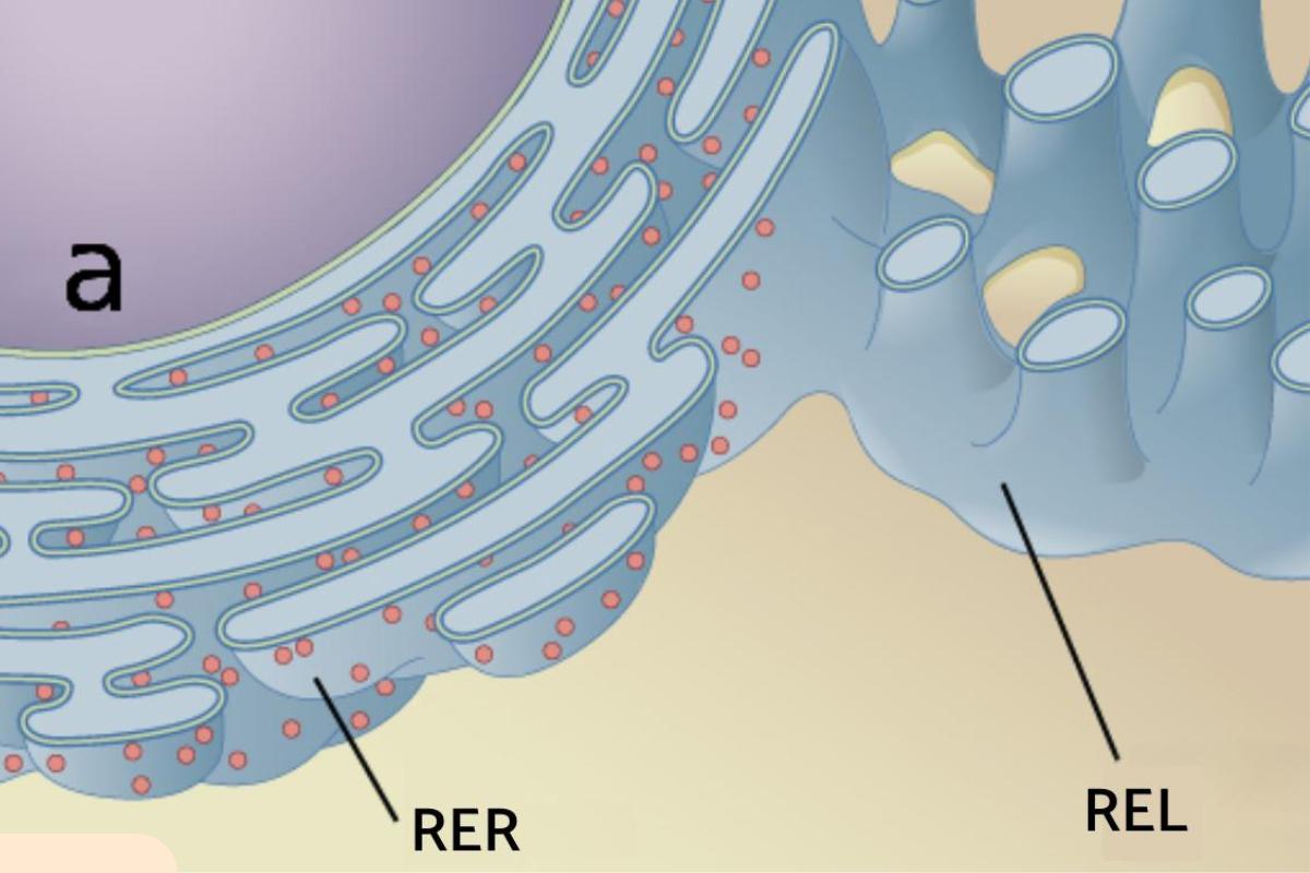 Réticulum endoplasmique lisse : Définition et fonction