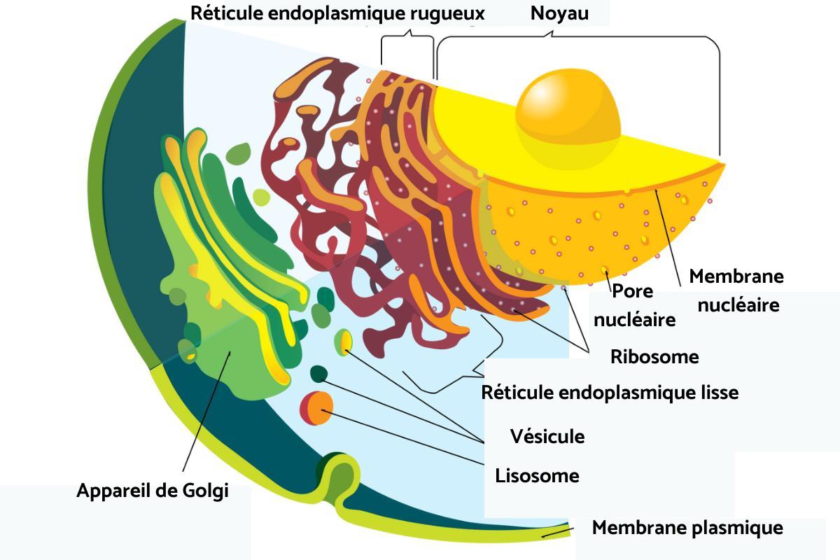 Réticulum endoplasmique lisse : Définition et fonction