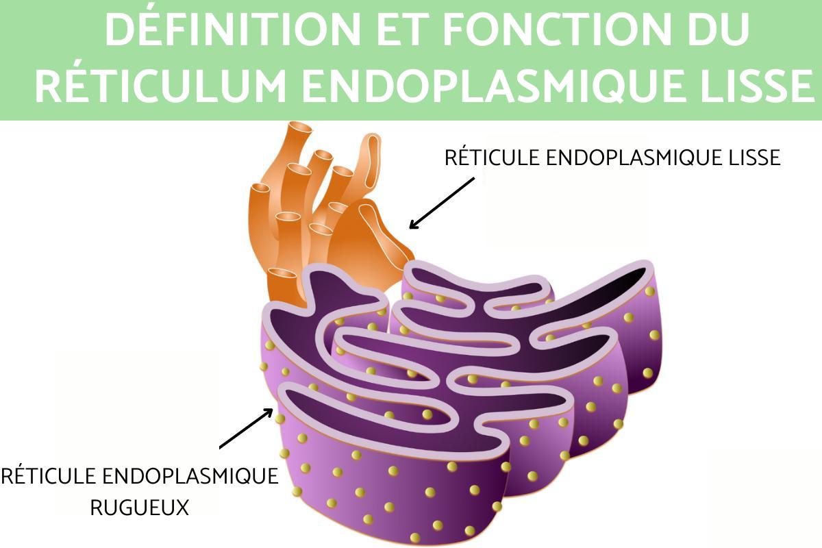 Réticulum endoplasmique lisse : Définition et fonction