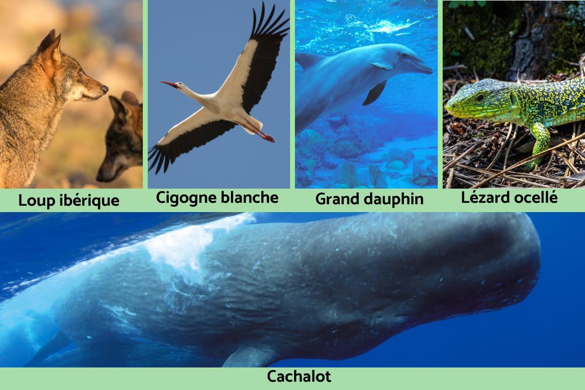 Faune et flore du Portugal