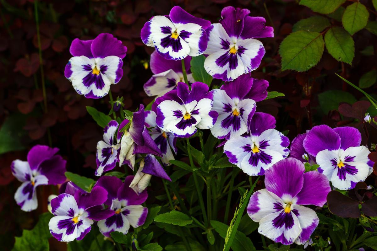 10 Fleurs du mois de mai