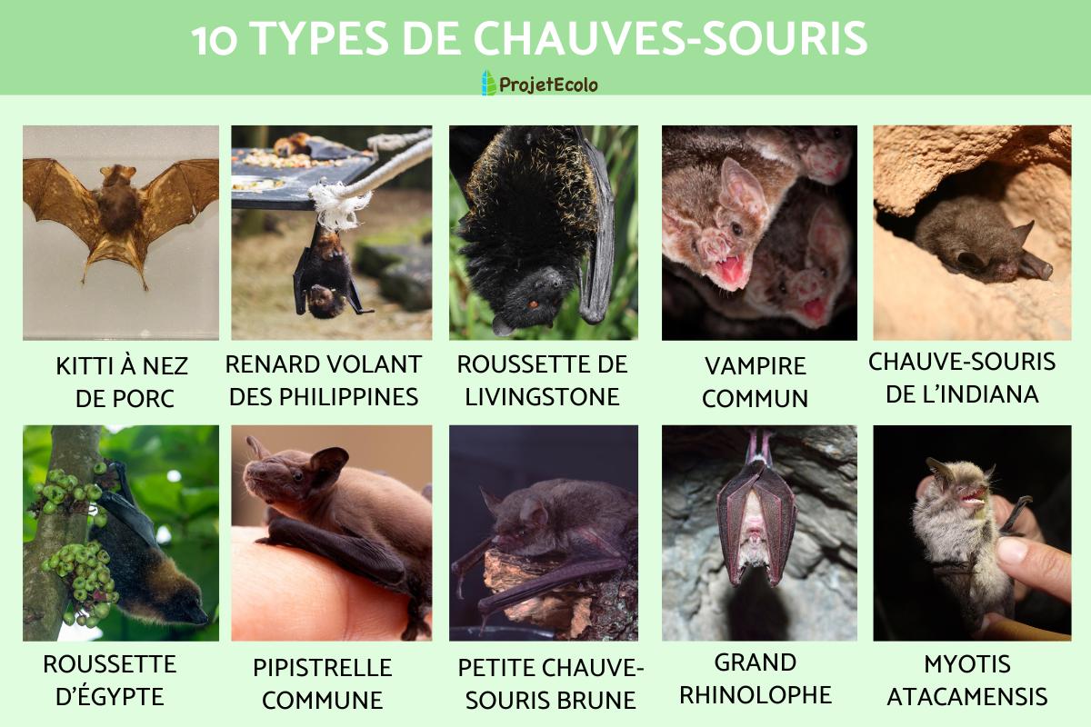 10 TYPES de CHAUVES-SOURIS : NOMS, CARACTÉRISTIQUES et PHOTOS