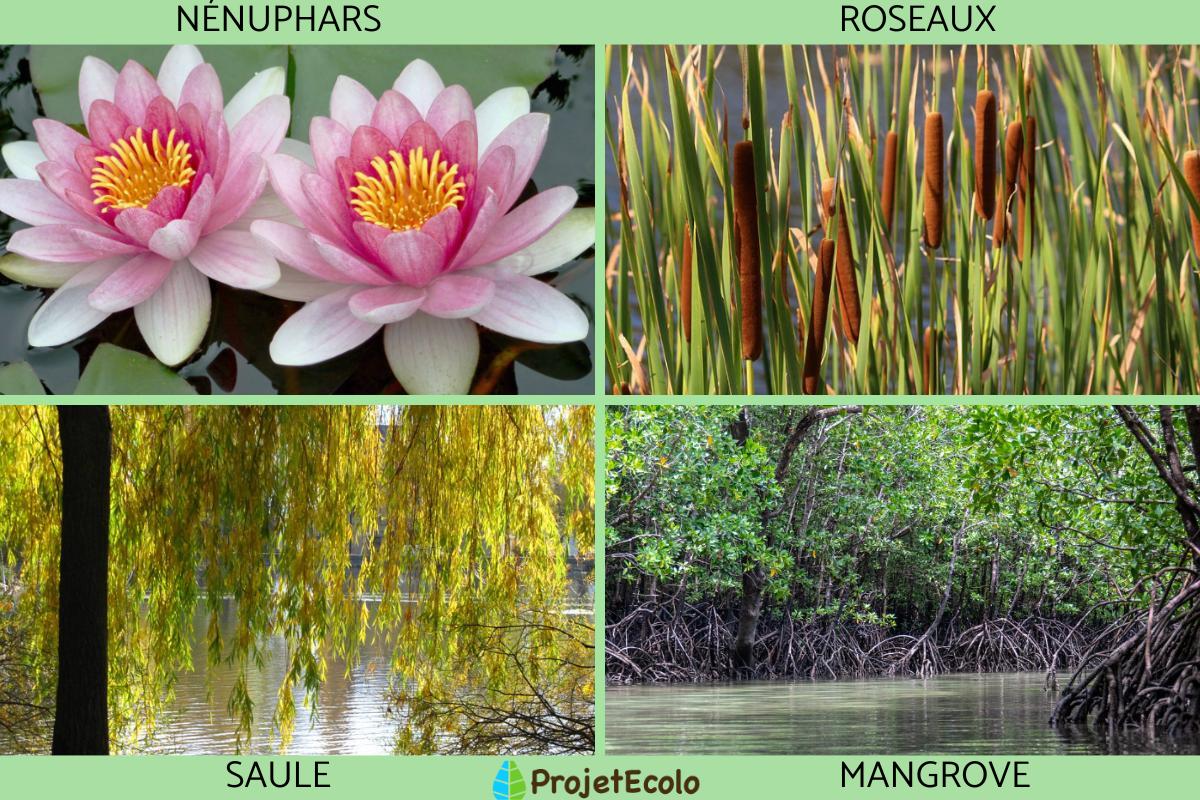 Berge : Définition, flore et faune