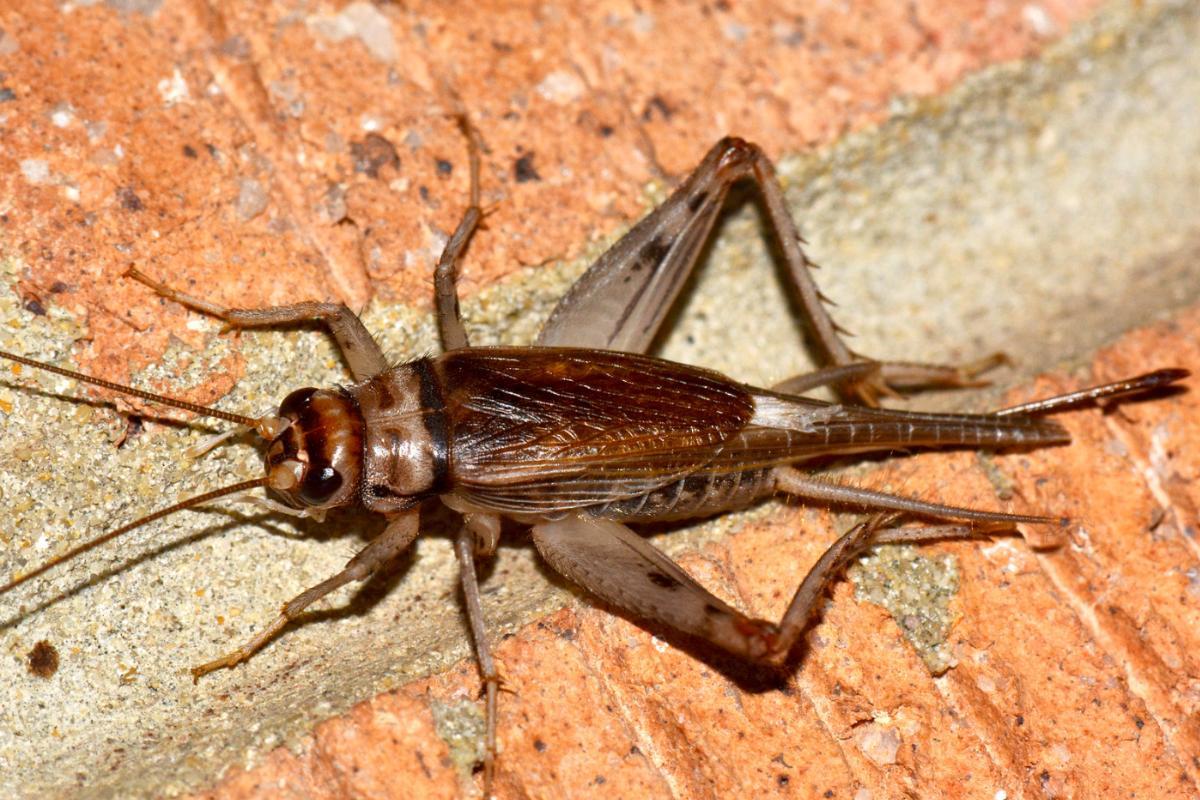 10 Types de grillons - Noms et PHOTOS des types de grillons