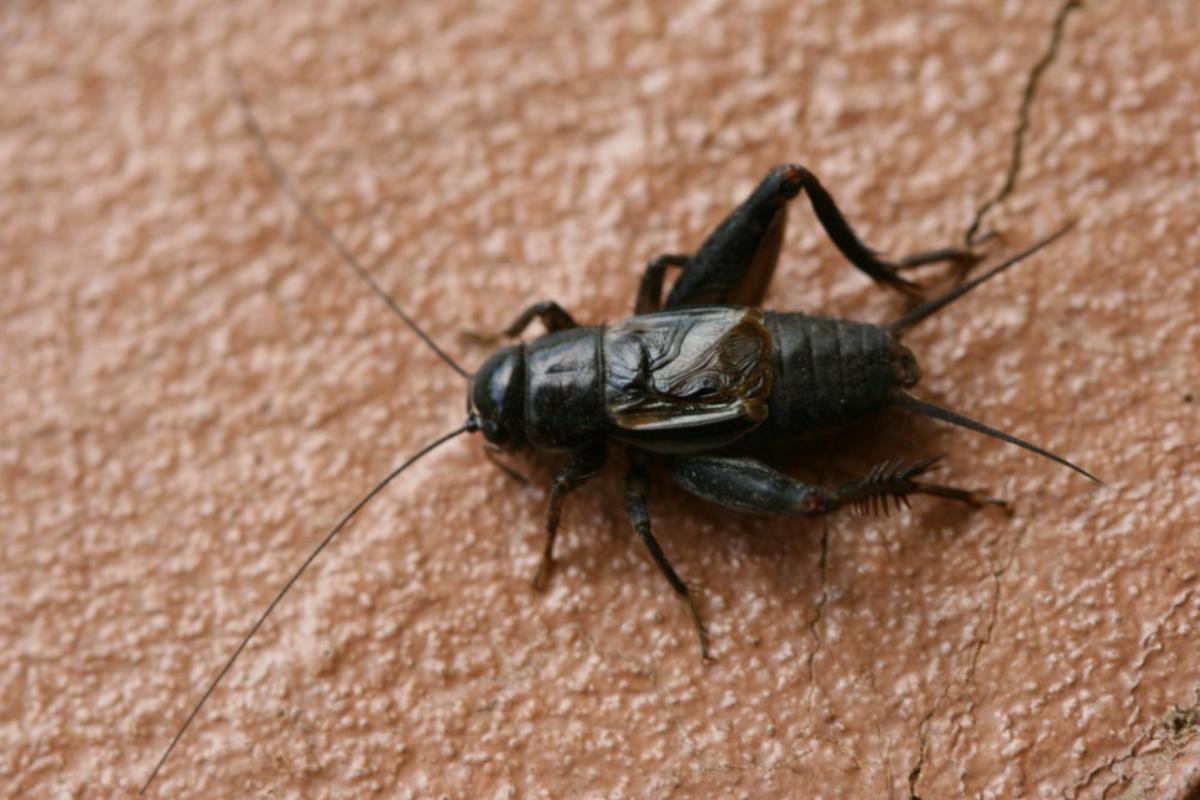 10 Types de grillons - Noms et PHOTOS des types de grillons