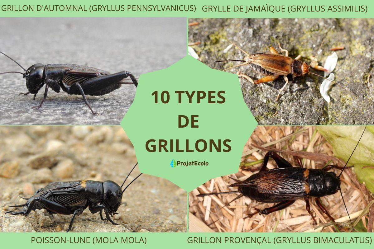 10 Types de grillons - Noms et PHOTOS des types de grillons