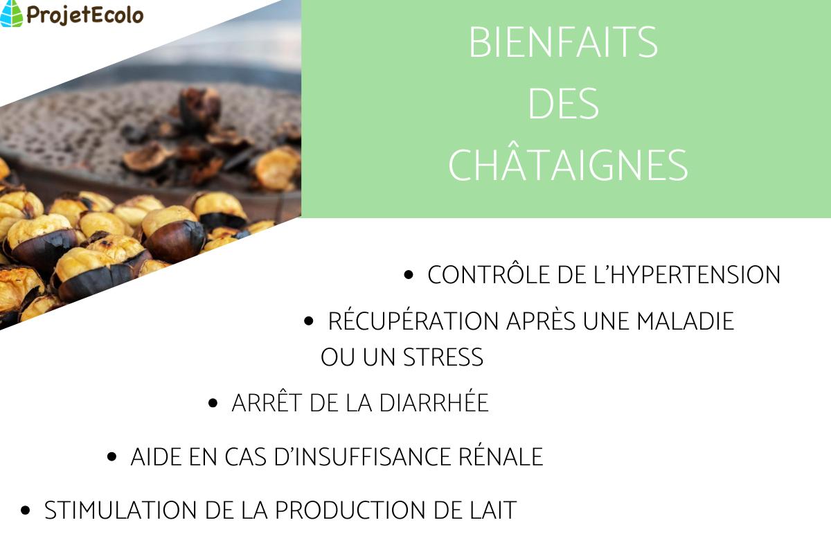CHÂTAIGNES : PROPRIÉTÉS, BIENFAITS et CONTRE-INDICATIONS
