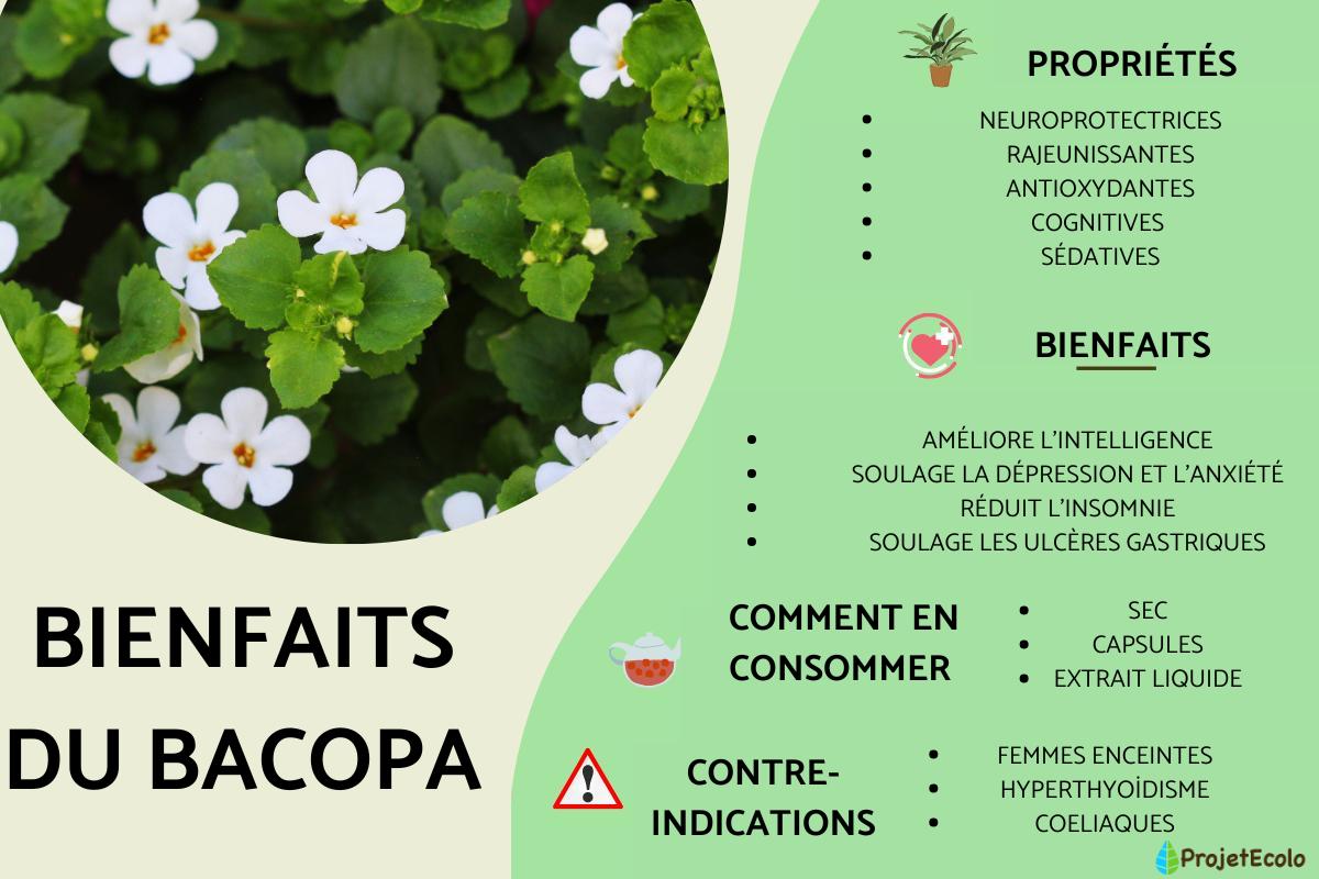 Bacopa ou hysope d'eau : bienfaits, propriétés, utilisation et contre ...