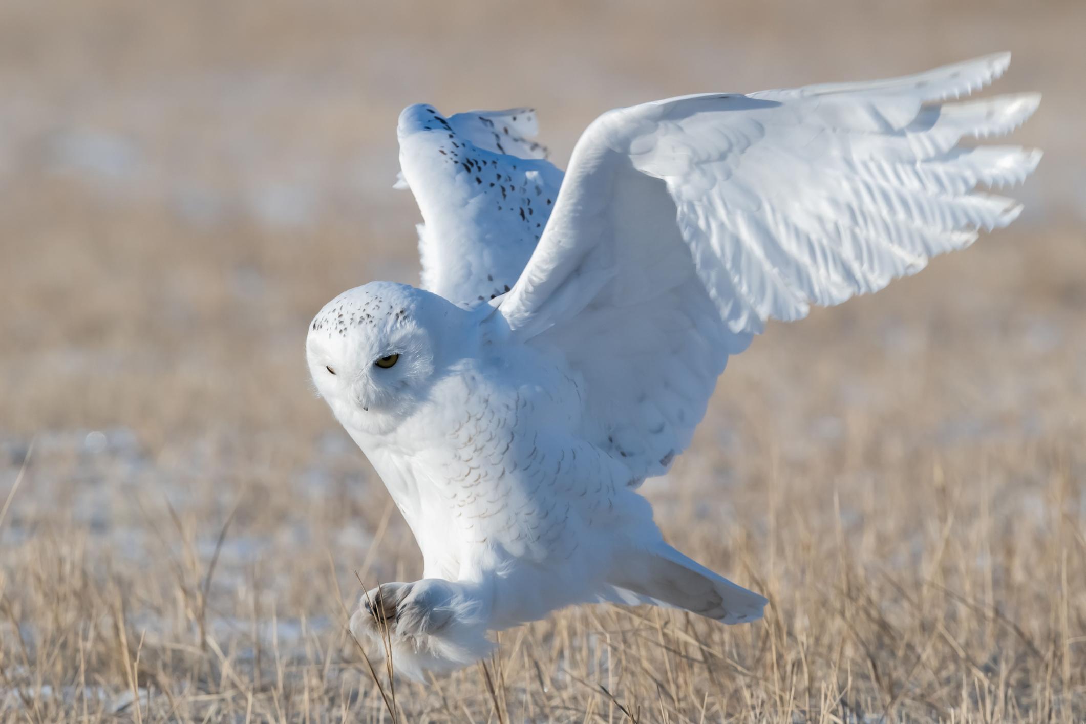 HARFANG des NEIGES : CARACTÉRISTIQUES, HABITAT et ALIMENTATION - PHOTOS