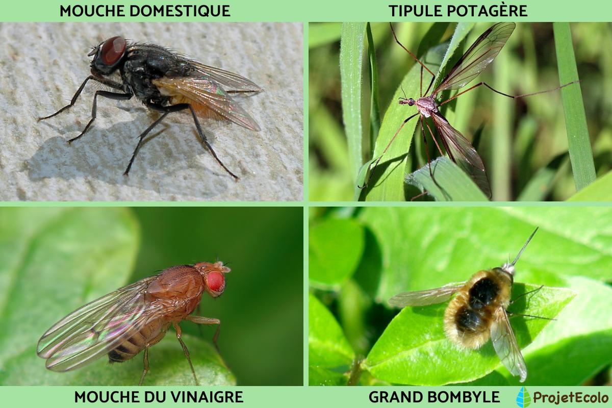 INSECTES VOLANTS : TYPES et NOMS - Avec PHOTOS